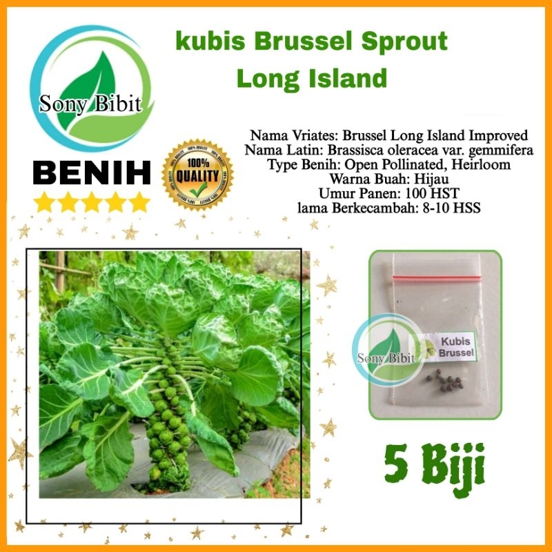 Jual 5 Biji Benih Kubis Mini Brussel Kemasan Ekonomis | Shopee Indonesia