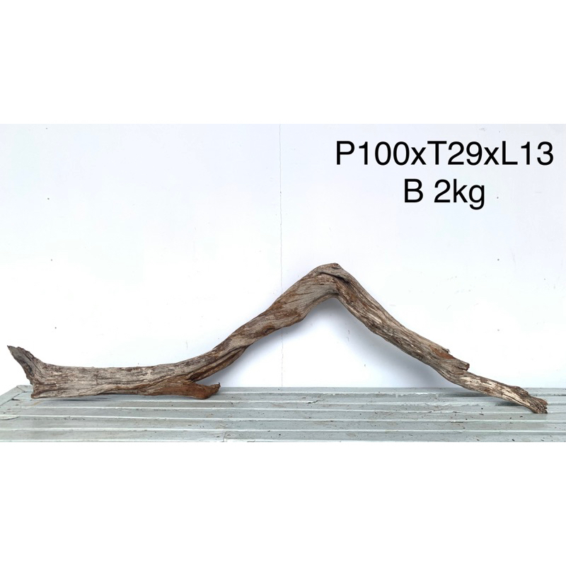 Jual Kayu Santigi Laut Asli Sulawesi 80-120cm | Shopee Indonesia