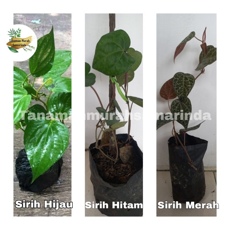Jual TMS~ Sirih hijau sirih hitam sirih merah tanaman herbal sirih ...