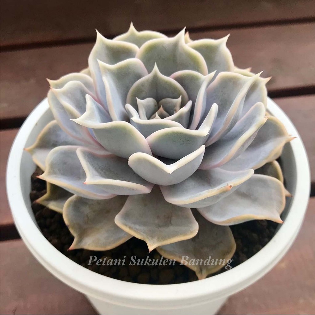 Jual sukulen kaktus echeveria lilacina sekulen tanaman hidup mini bukan ...
