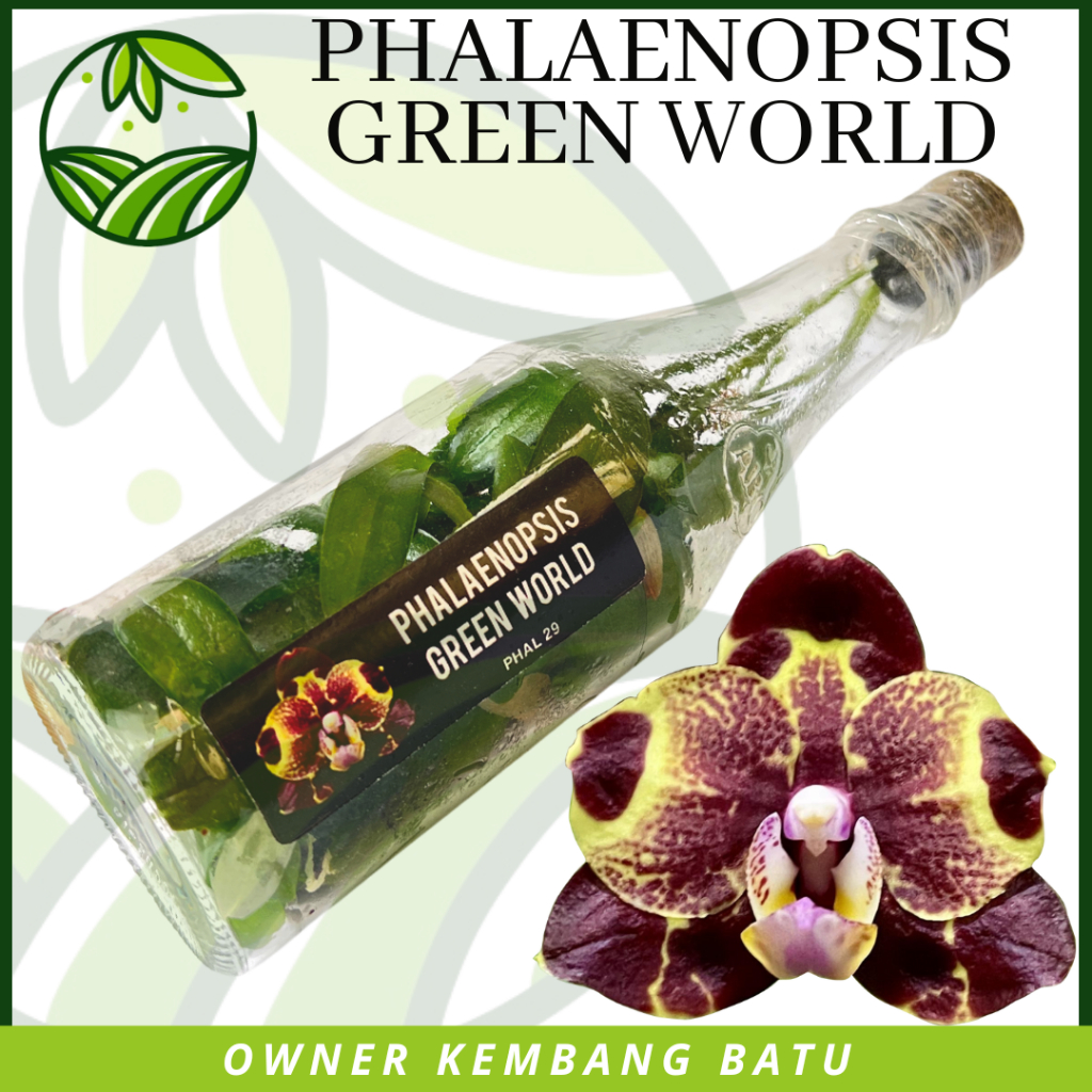 Jual Bibit Anggrek Botolan Bulan Phalaenopsis Green World | Shopee ...
