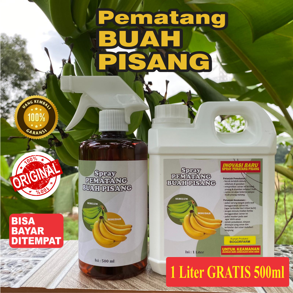 Jual PEMATANG PISANG | MATENG Dalam 2 Hari | PISANG Mateng Secara ...