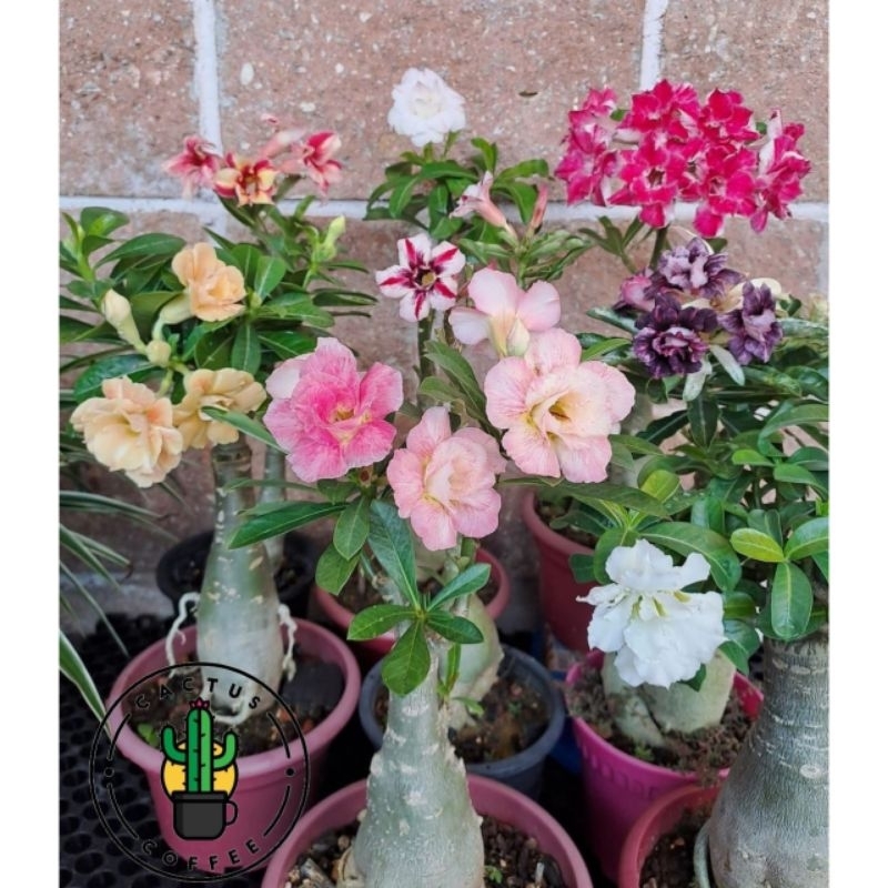 Jual PAKET HEMAT 5 BUNGA ADENIUM KAMBOJA JEPANG BUNGA TUMPUK | Shopee ...
