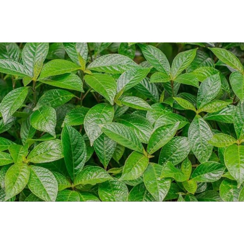 Jual Daun Pecah Beling ( Keji Beling) | Shopee Indonesia