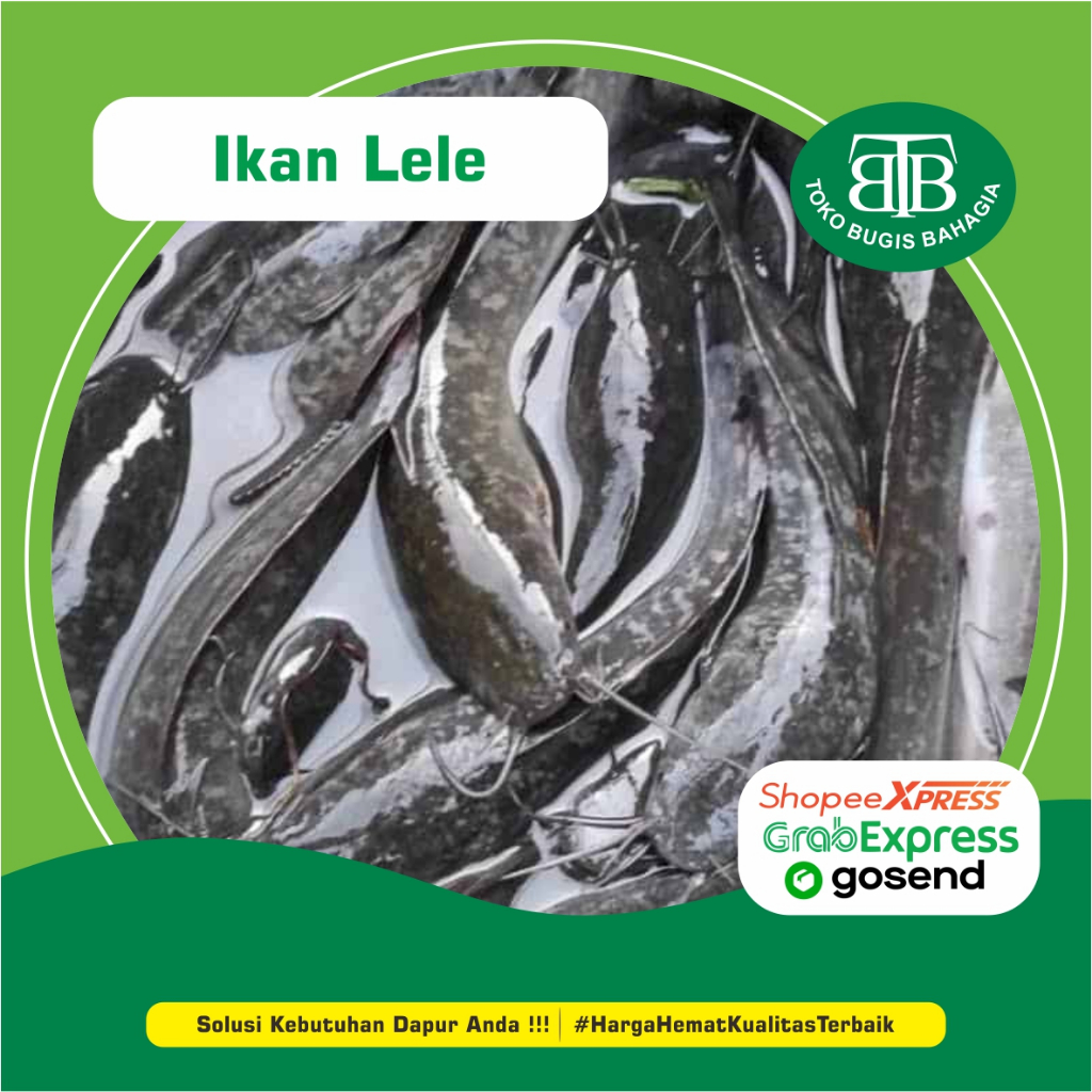 Jual Ikan Lele Segar Per 1 Kg, Murah Makassar | Shopee Indonesia
