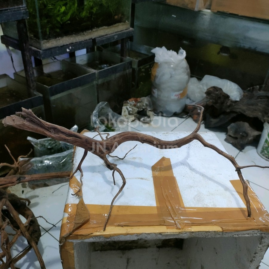 Jual Akar Rasamala Hiasan Aquarium Aquascape Uk. M | Shopee Indonesia