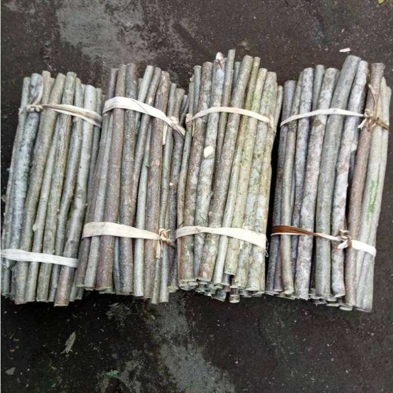 Jual stek bibit pohon kalikiria/gamal ukuran 30cm pilihan | Shopee ...