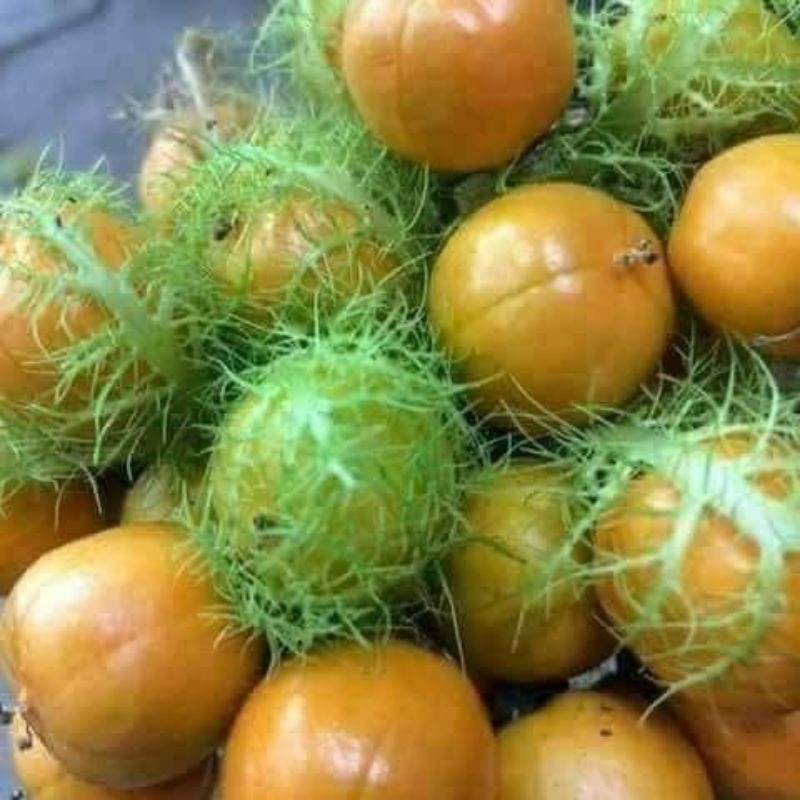 Jual buah rambusa, Passiflora Foetida | Shopee Indonesia