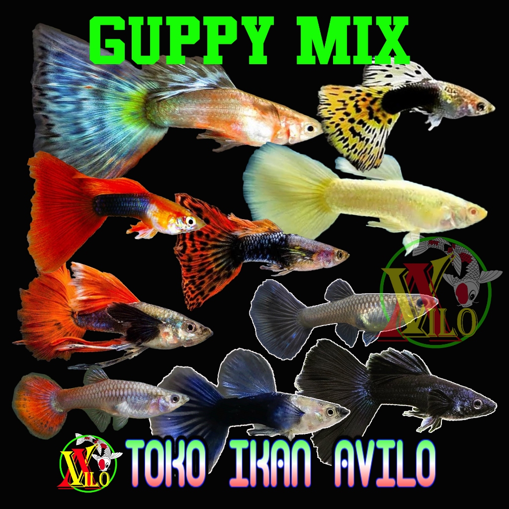 Jual OJEK ikan hias aquascape segala jenis gupi guppy rendom mix | Shopee Indonesia