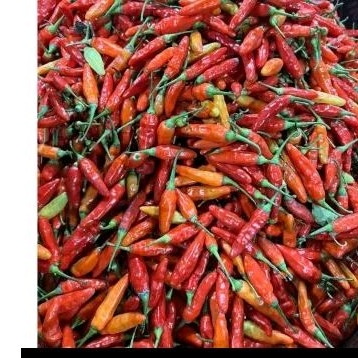 Jual cabai rawit setan pakSR 250gram | Shopee Indonesia