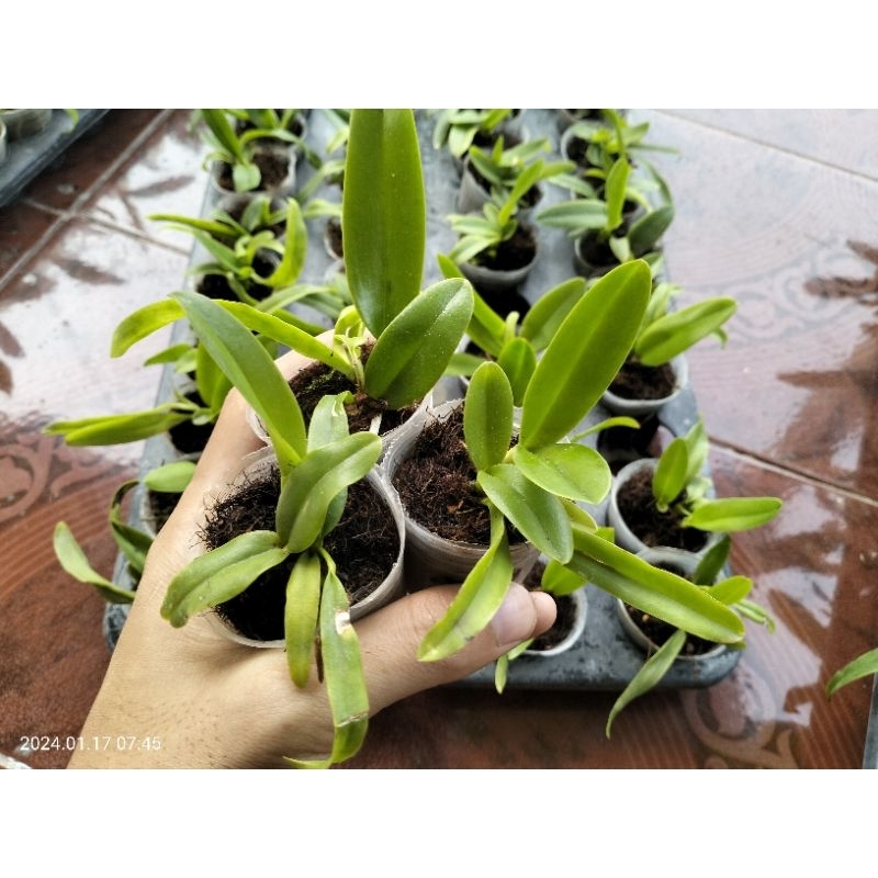 Jual Cattleya walishii species | Shopee Indonesia