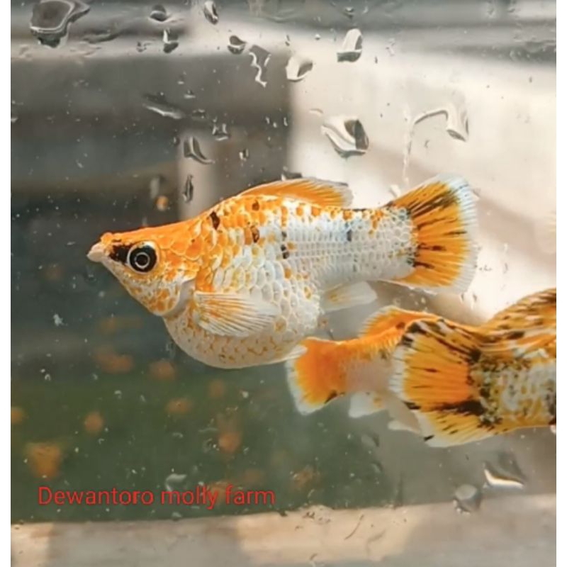 Jual molly balon blakgold/ninja roundtail | Shopee Indonesia