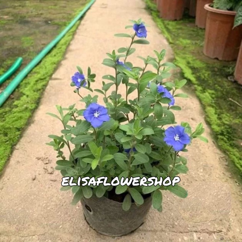 Jual tanaman blue eyes bunga biru stok sudah berbunga rimbun | Shopee ...