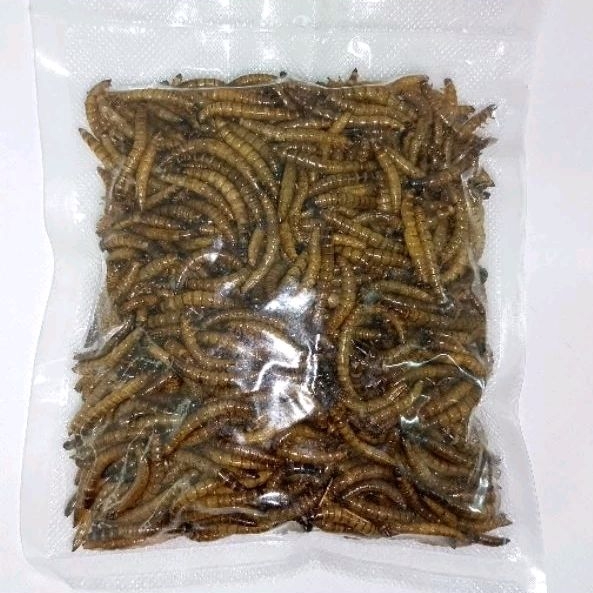 Jual Ulat Jerman Kering / Dried Superworm 1kg | Shopee Indonesia