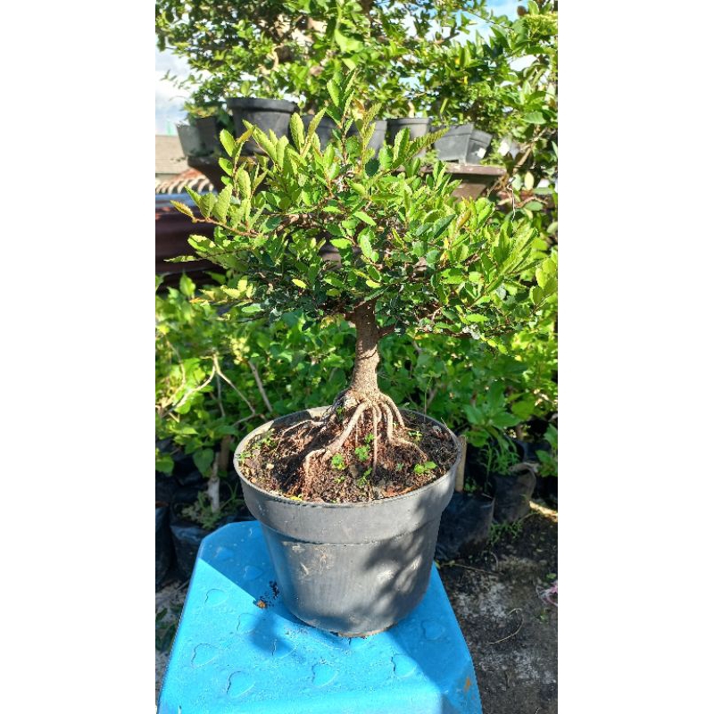 Jual ulmus bahan daun rimbun | Shopee Indonesia