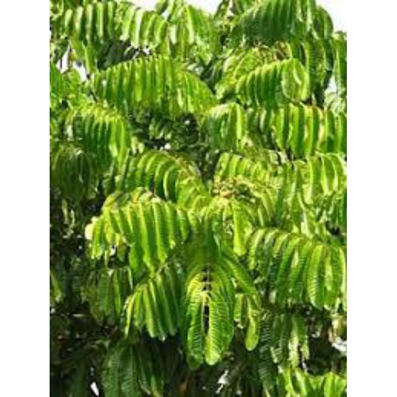 Jual Daun Matoa Segar per lembar | Shopee Indonesia