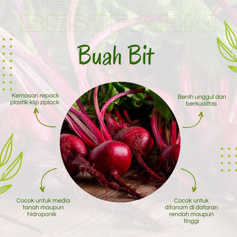 Jual Benih Tanaman Buah Bit (-+10 biji) | Shopee Indonesia