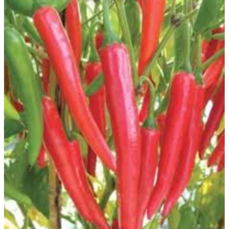 Jual biji benih cabe besar cabe lombok 100 seed | Shopee Indonesia