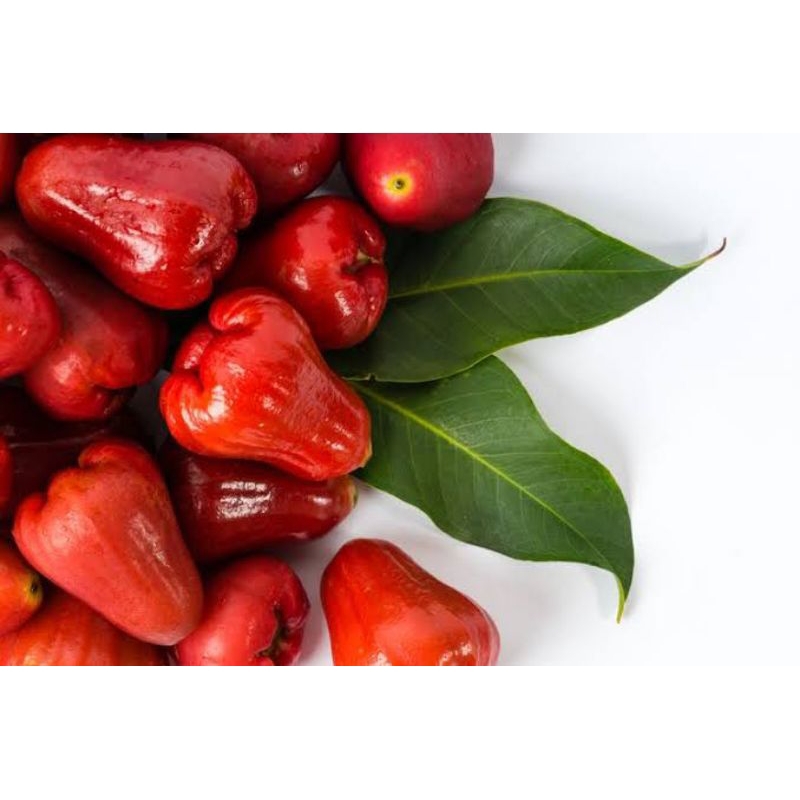 Jual BIBIT JAMBU AIR CITRA MERAH HASIL OKULASI CEPAT BERBUAH | Shopee ...