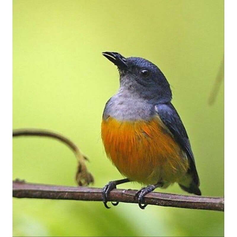 Jual Burung Cabe Cabean / Kemade Jawa jantan pilihan | Shopee Indonesia