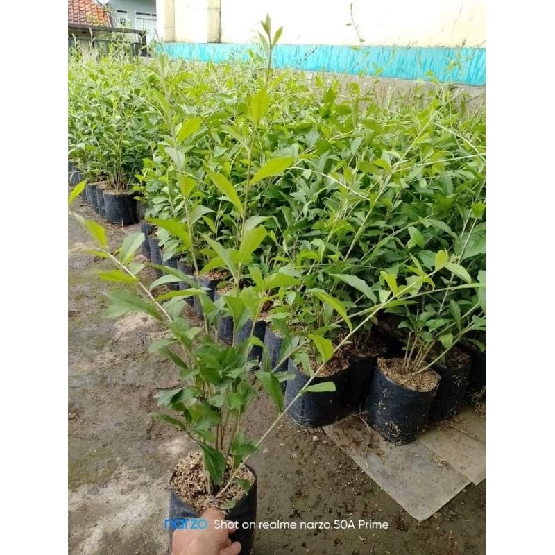Jual paket per 50 batang Lee Kwan yeew tinggi 50cm | Shopee Indonesia