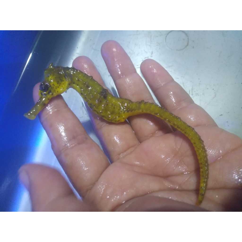 Jual Kuda Laut KUNING - Ikan Hias Aquarium Laut | Shopee Indonesia