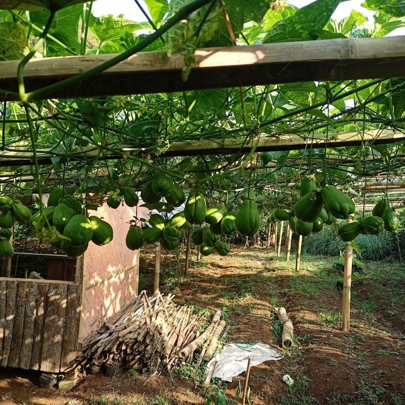Jual bibit labu siam anggur siap tanam / benih labu siam unggul siam ...