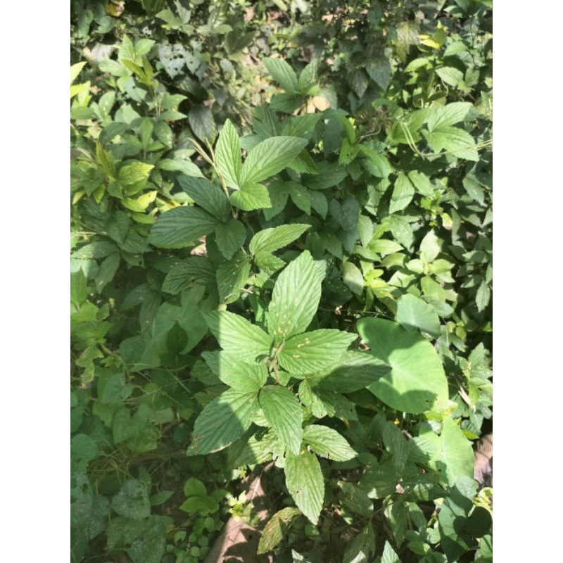 Jual DAUN OPO OPO HERBAL 500g | Shopee Indonesia