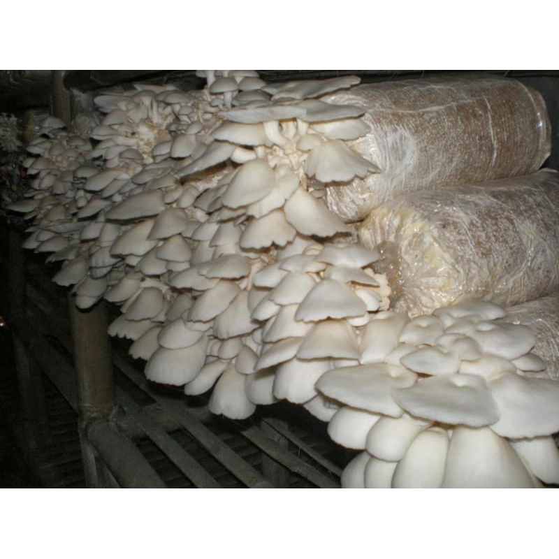 Jual Baglog Jamur Tiram Putih Florida Siap Panen | Shopee Indonesia