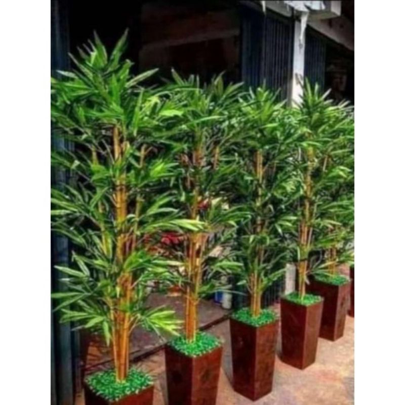 Jual PAKET TANAMAN HIAS 1RUMPUN BAMBU KUNING PANDA / Tanaman Bambu ...