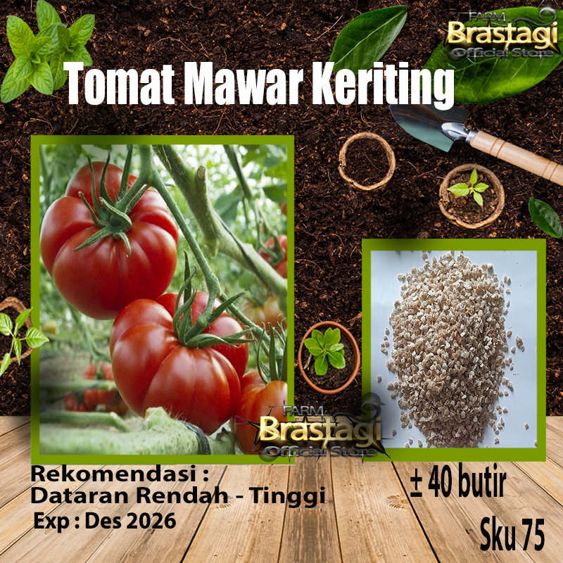 Jual FBTG - 40 Biji Benih Tomat Mawar Keriting Bibit Tanaman Buah Sayur ...
