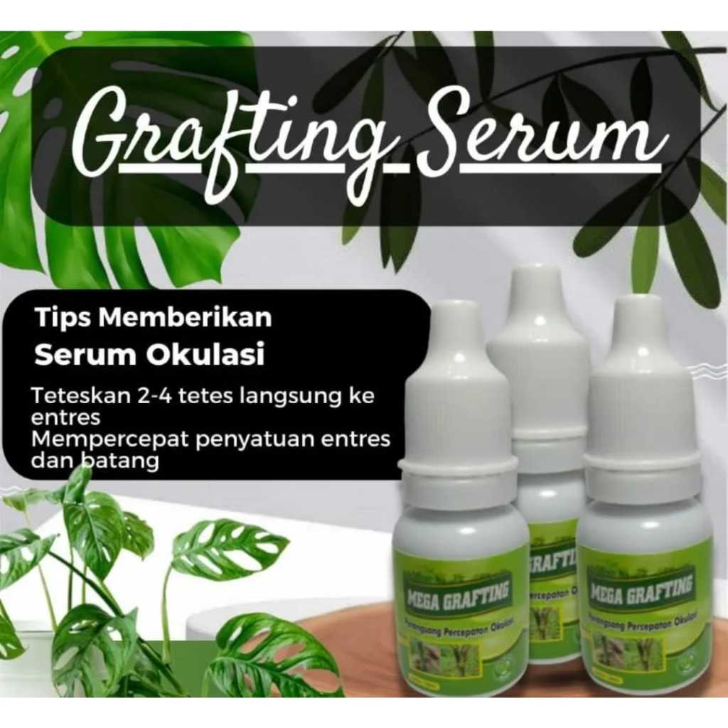 Jual MEGA GRAFTING OBAT OKULASI SAMBUNG TUNAS SISIP TUNAS | Shopee ...