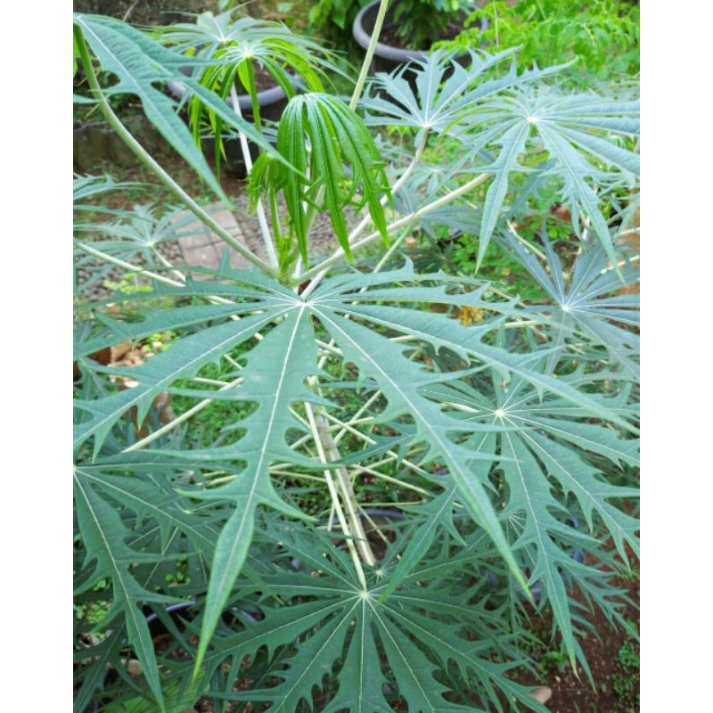 Jual Daun Betadine Segar 1 Kg / Daun Betadin / Daun Yodium penyembuh ...