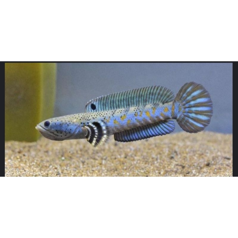 Jual ikan chana blue pulchra 10 cm | Shopee Indonesia