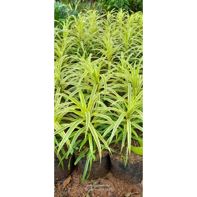 Jual tanaman suji belu varigata - draceanareflexaanita - tanaman ...