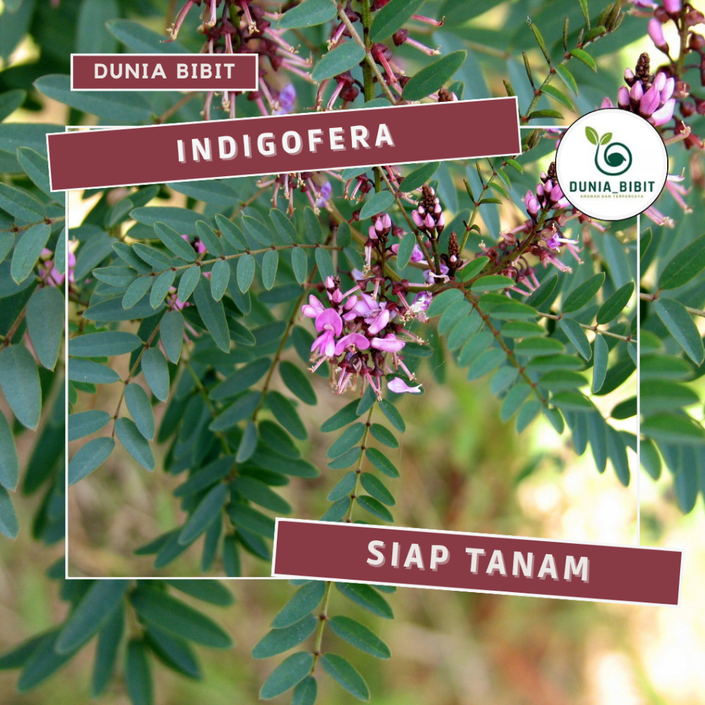 Jual Promo bibit indigofera pakan ternak (beli 5 gratis 1) | Shopee ...