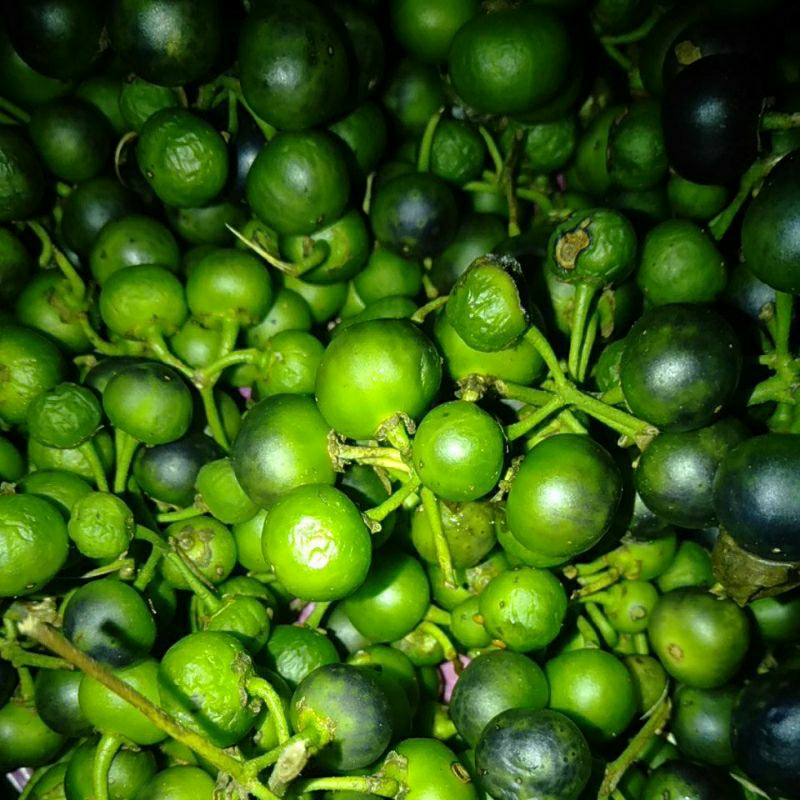 Jual SAYUR LENCA / LEUNCA / RANTI / BOBOSA / TERUNG SEGAR | Shopee ...