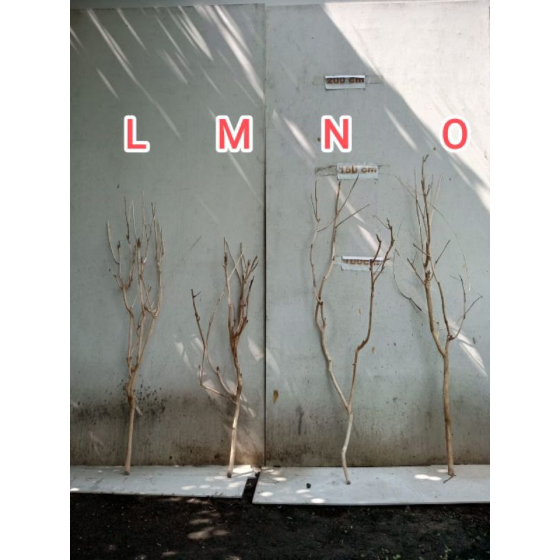 Jual Pohon Kayu Ranting Kering Hias Dekor Rumah Lamtoro tinggi ...