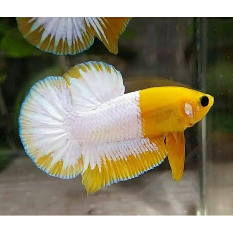 Jual Cupang Fccp yellow | Shopee Indonesia