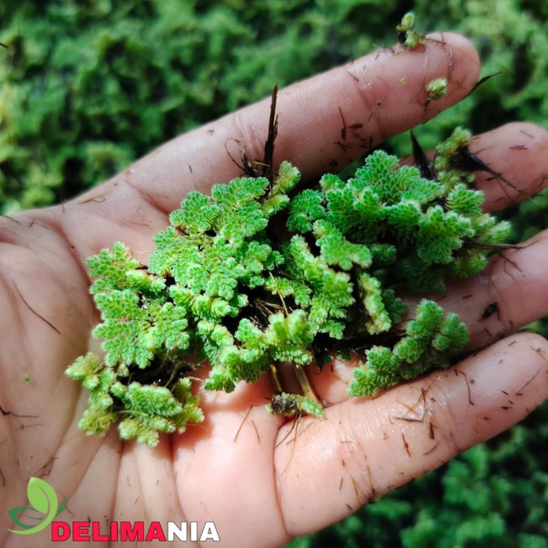 Jual Bibit Azolla 1kg azolla super, azolla indukan siap tanam | Shopee ...