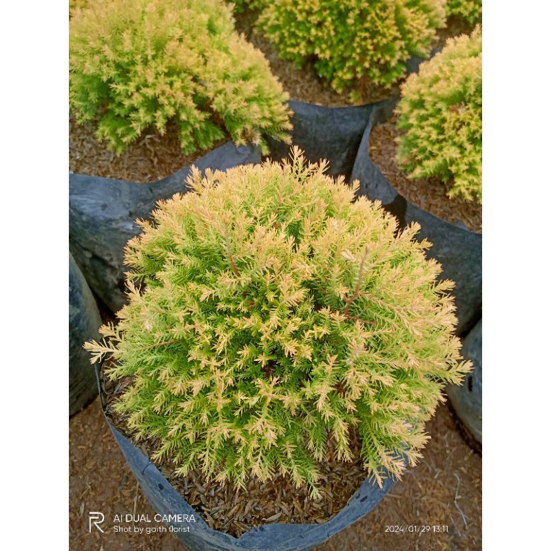 Jual tanaman hias cemara emas Regold ukuran besar | Shopee Indonesia