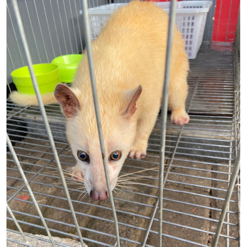 Jual Musang Luwak Lucy Malang Sby | Shopee Indonesia