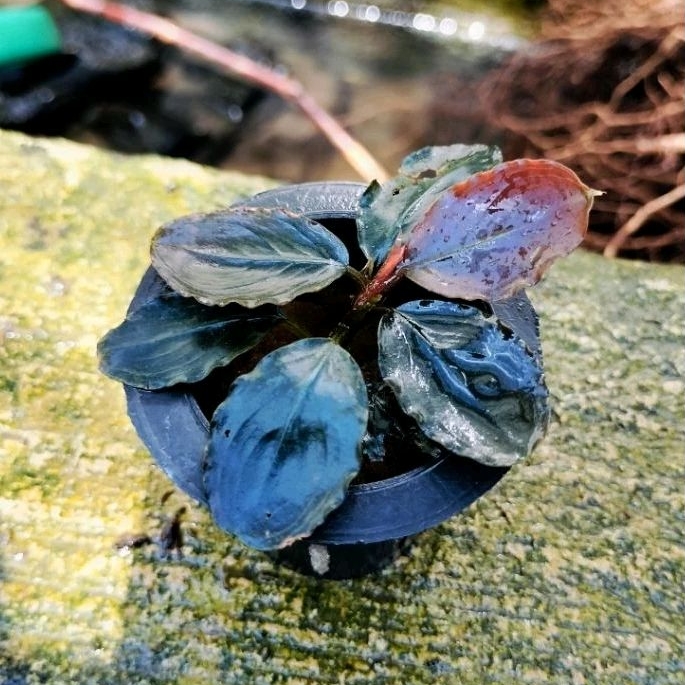 Jual bucephalandra super blue round per pot | Shopee Indonesia
