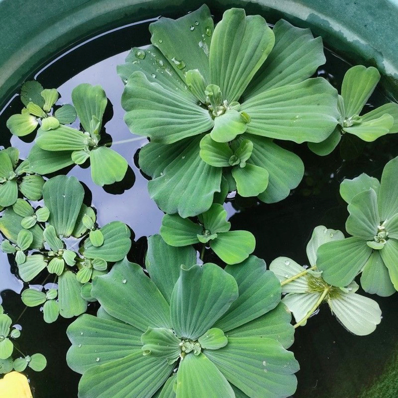 Jual tanaman air kapu kapu atau apu apu segar sudah berakar lebat ...