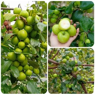 Jual Pohon Apel Terlengkap & Harga Terbaru Mei 2024 | Shopee Indonesia
