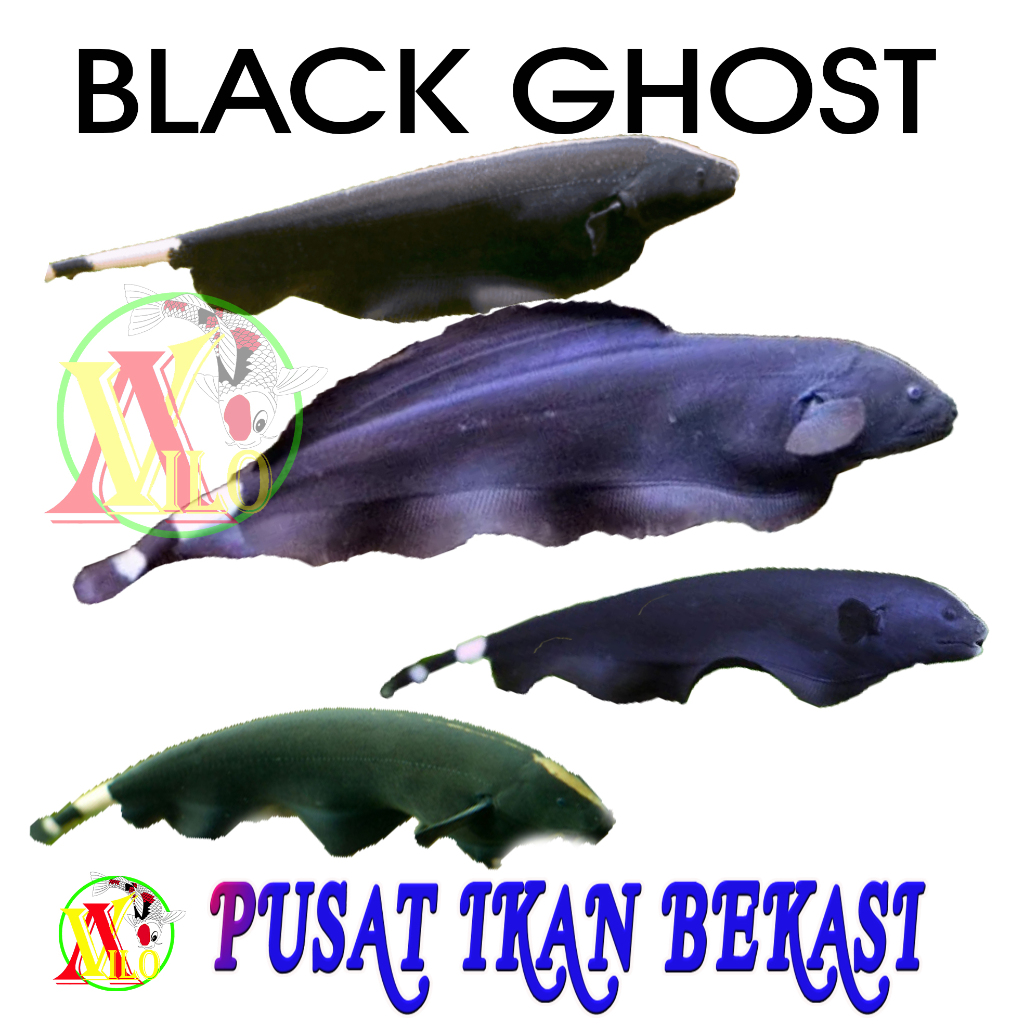 Jual OJEK ikan hias aquascape black ghost setan hitam bulu ayam ikan ...