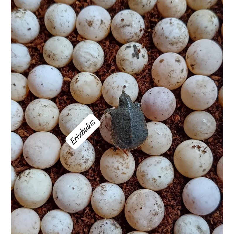 Jual telur labi labi MURAH | Shopee Indonesia