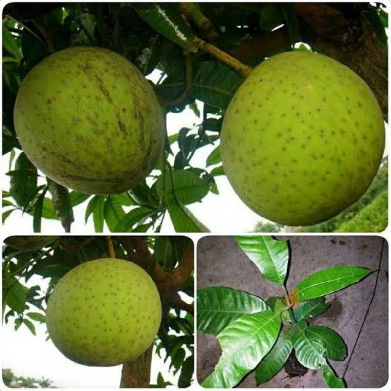Jual benih buah pakel per polybag | Shopee Indonesia