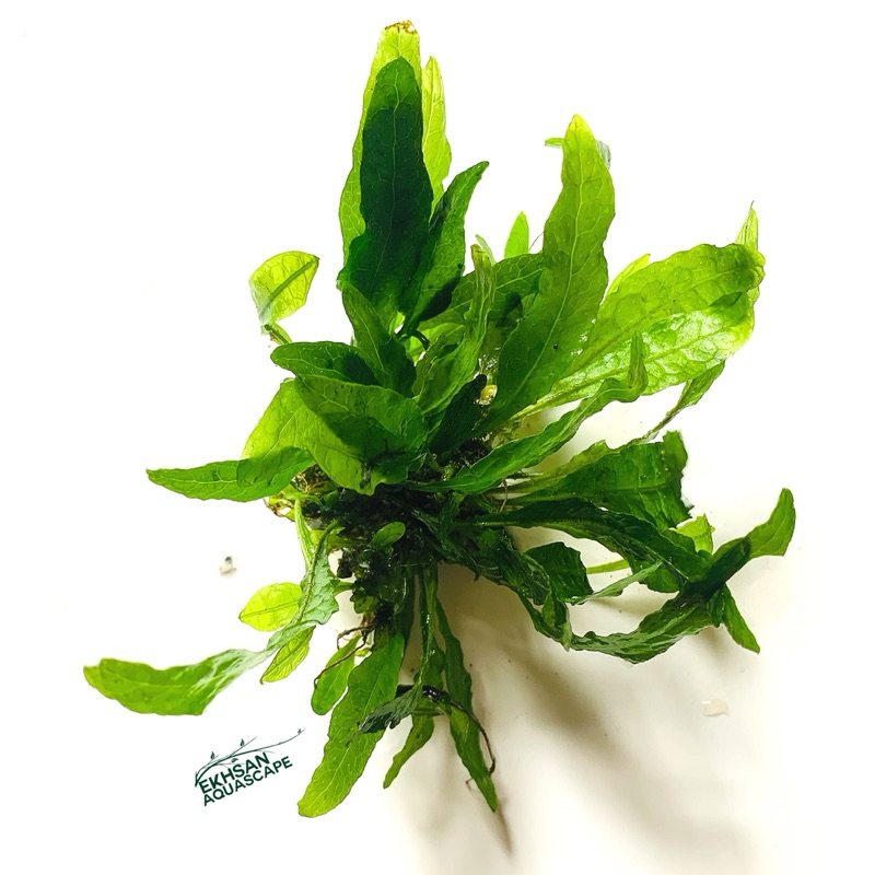 Jual JAVA FERN KADAKA AQUASCAPE PER CLUM | Shopee Indonesia