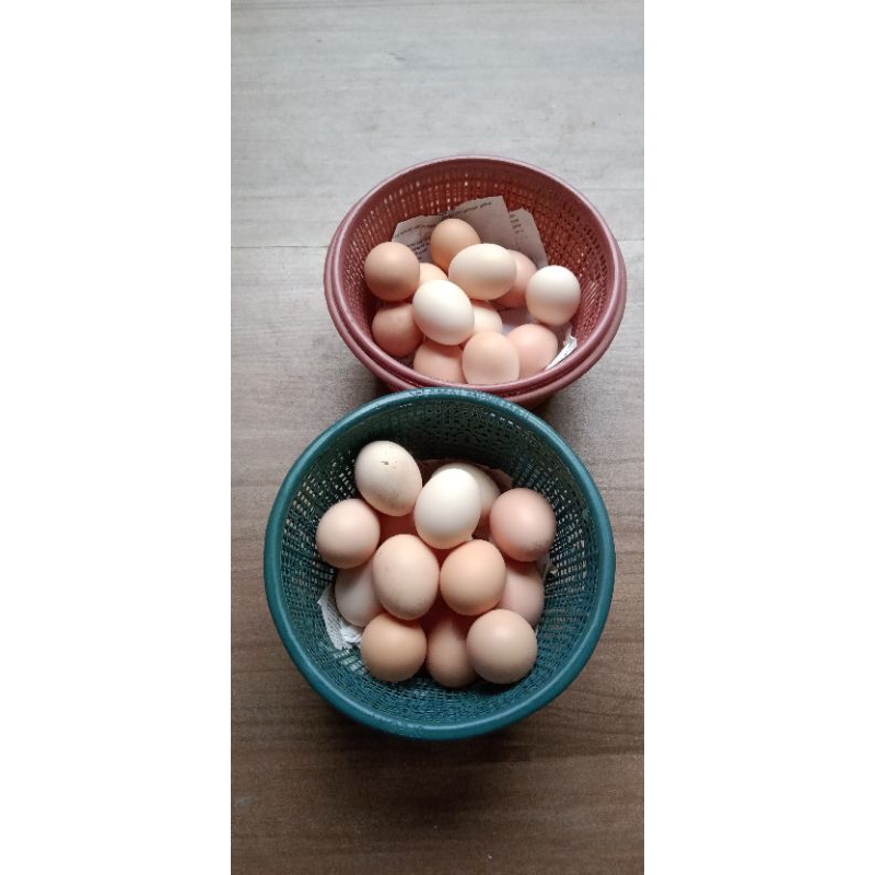 Jual paket telur tetas black permud 2 (bp2) atu bp3 atau golden permud ...